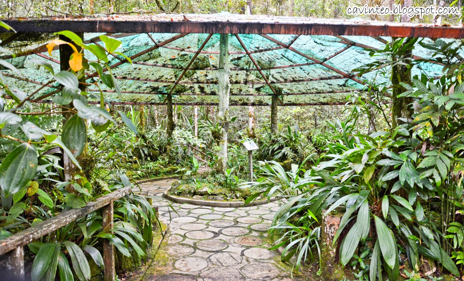 Entree Kibbles: Botanical Garden (Part of Kinabalu Park and Poring Hot ...